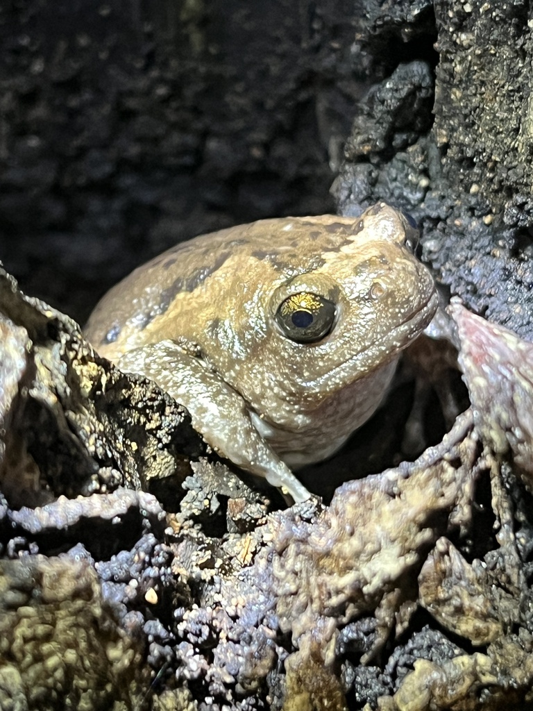 Kaloula pulchra en enero 2024 por Thadoe Wai · iNaturalist Mexico