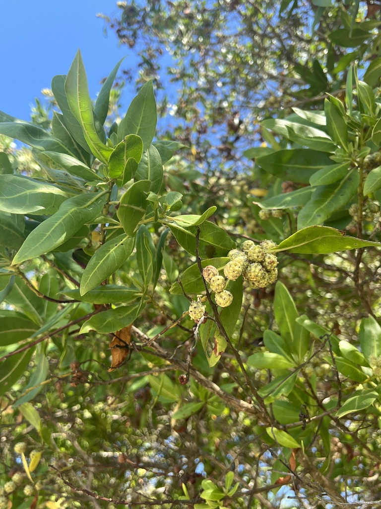 Green Buttonwood from Puntarenas, CR on January 9, 2024 at 11:48 AM by ...