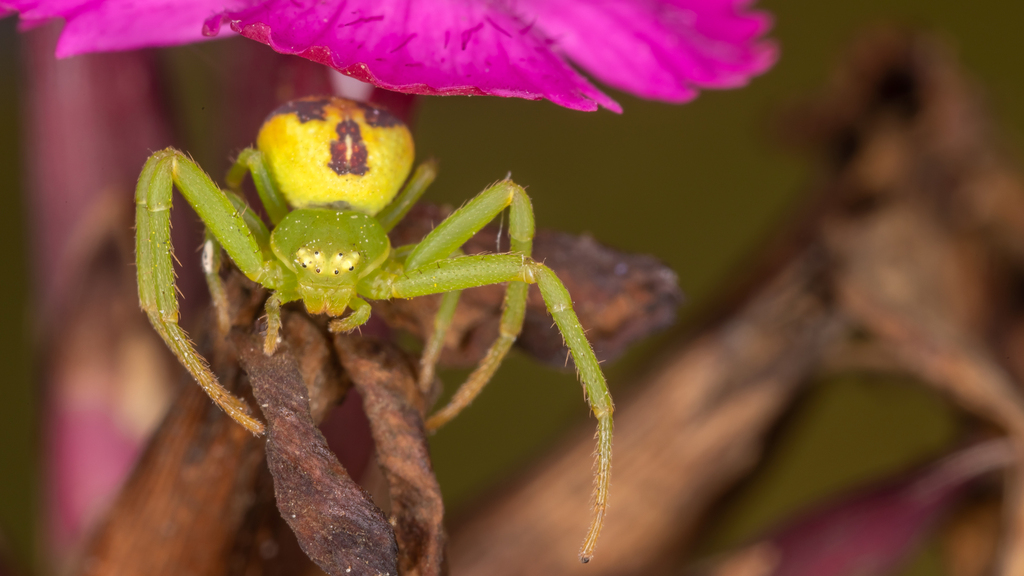 Triangle Crab Spider from 84 Landshut, Deutschland on September 15 ...