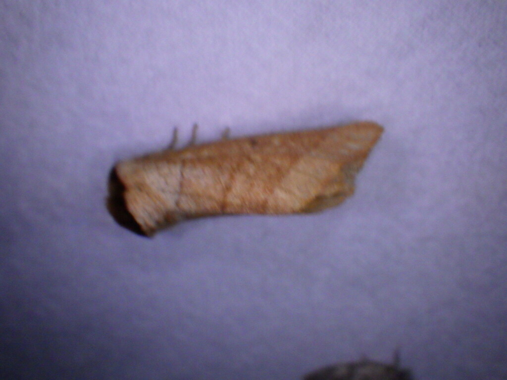 Spotted Datana Moth from Sunset, ME, USA on June 23, 2020 at 03:39 AM ...