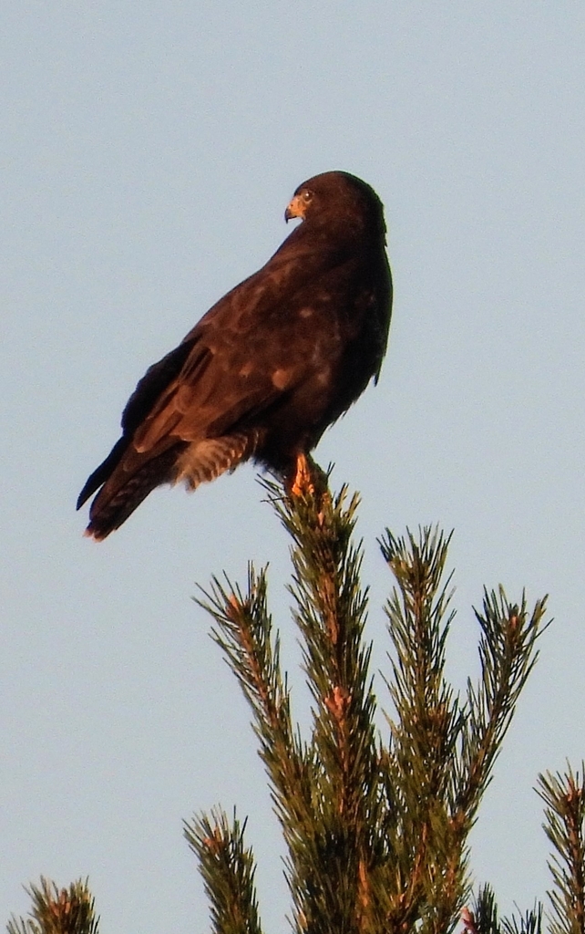 Common Buzzard from 9423 Hoogersmilde, Nederland on January 9, 2024 at ...