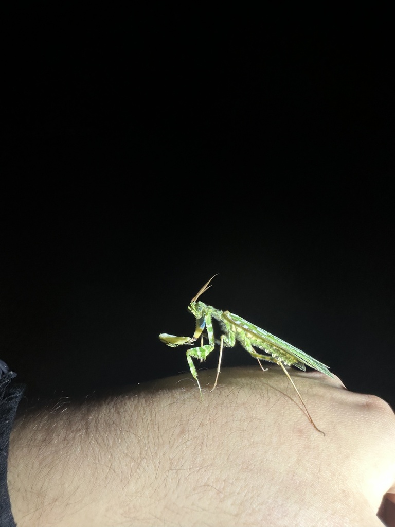 Thistle Mantis from Shitim, Southern District, IL on January 7, 2024 at ...