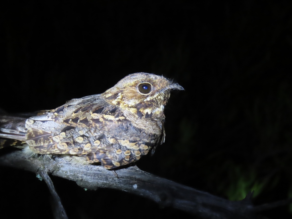 Fiery-necked Nightjar from Rietfontein 321-Jr, Pretoria, 0084, South ...