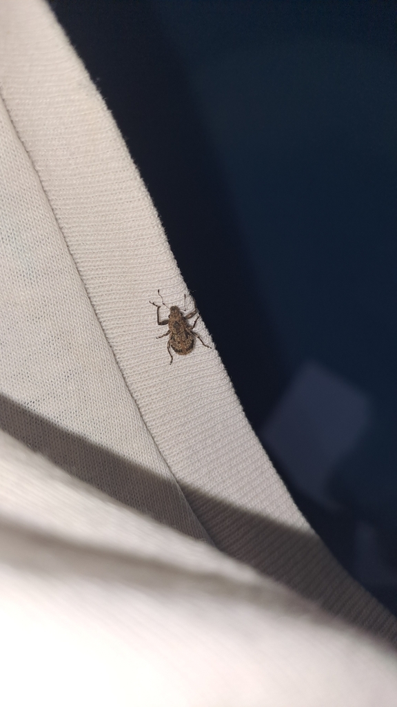 Pantomorus postfasciatus from C1284 CABA, Argentina on January 9, 2024 ...