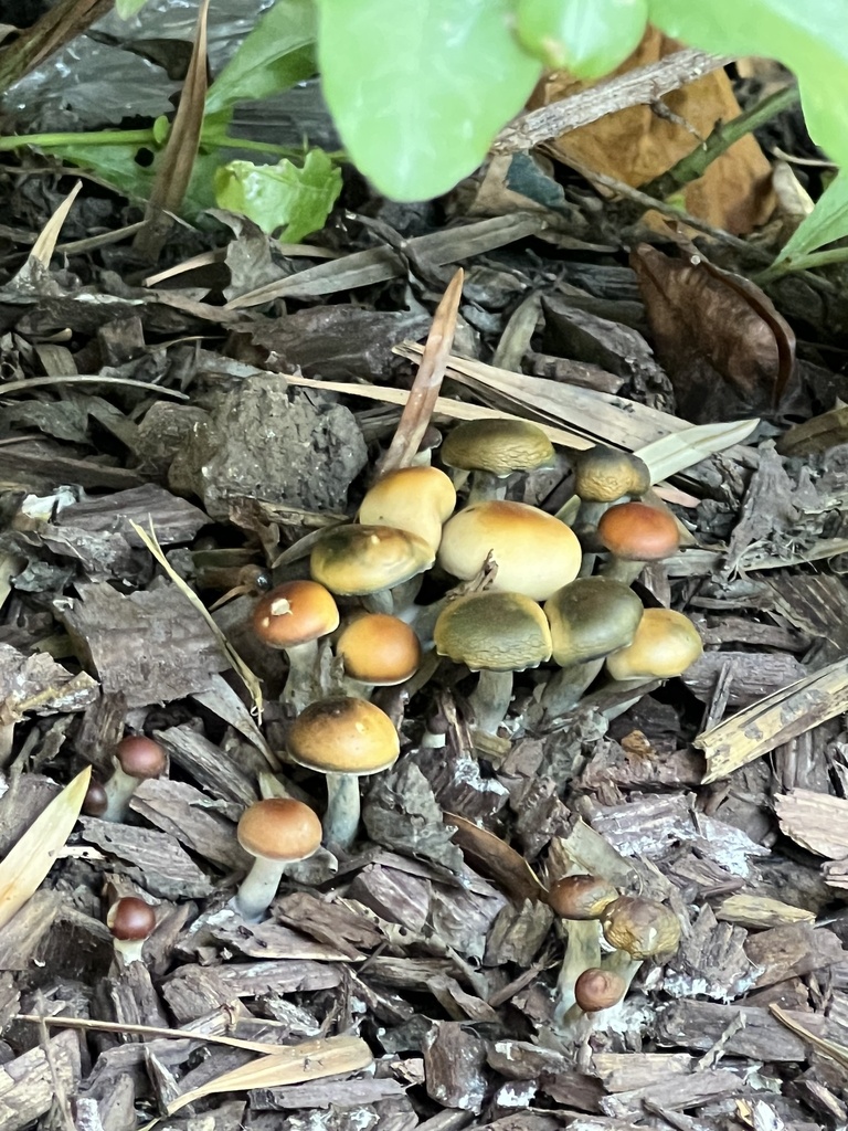 Psilocybe allenii from Tonino Dr, San Jose, CA, US on January 7, 2024 ...