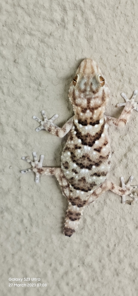 Bibron's Thick-toed Gecko from Octha Ferry Crossing, Namibia on March ...