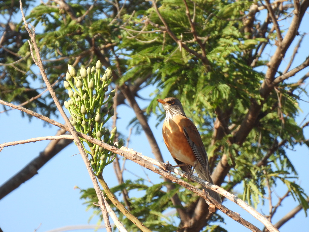 Rufous-backed Robin from Tonalá, Jal., México on November 15, 2022 at ...