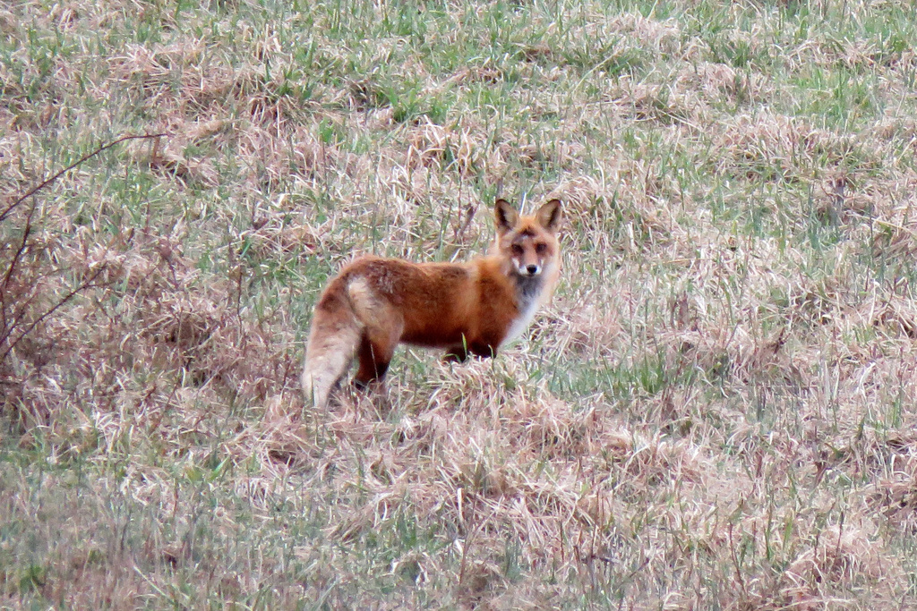 Red Fox from Ellicott City, MD, USA on April 1, 2018 at 09:14 AM by ...