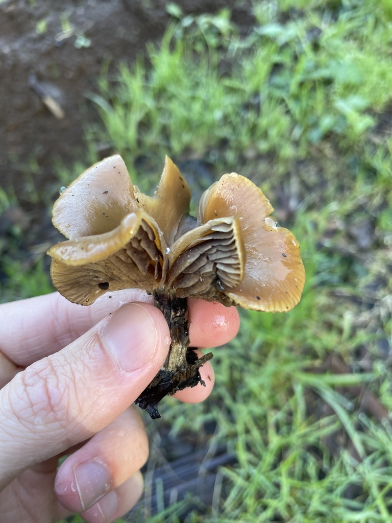 Wavy Cap in November 2023 by Alder Young · iNaturalist