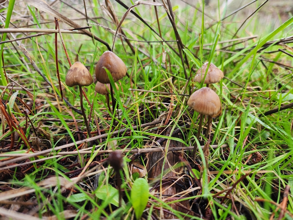 Psilocybe pelliculosa in January 2024 by Evan Thompson · iNaturalist