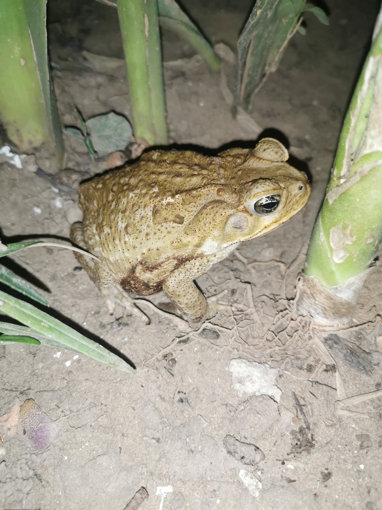 Giant Toad from Riohacha, La Guajira, Colombia on January 9, 2024 at 06 ...