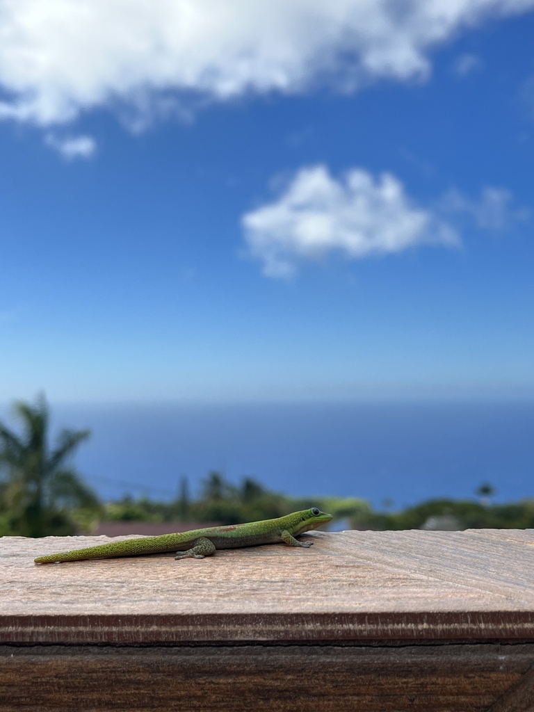 Gold Dust Day Gecko from Hawaiʻi, Captain Cook, HI, US on January 8 ...