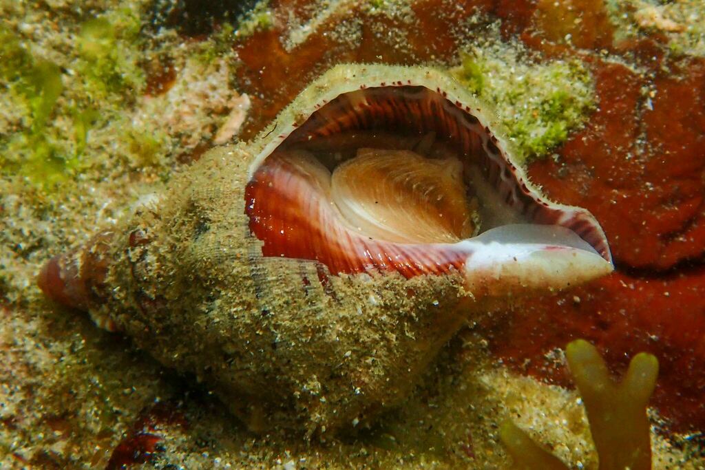 Ranella australasia from Woolgoolga NSW 2456, Australia on January 27 ...