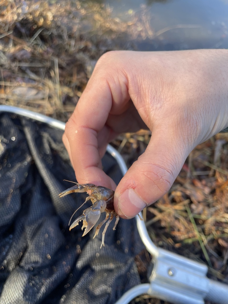 Flatwoods Digger in January 2024 by Dylan Beck · iNaturalist