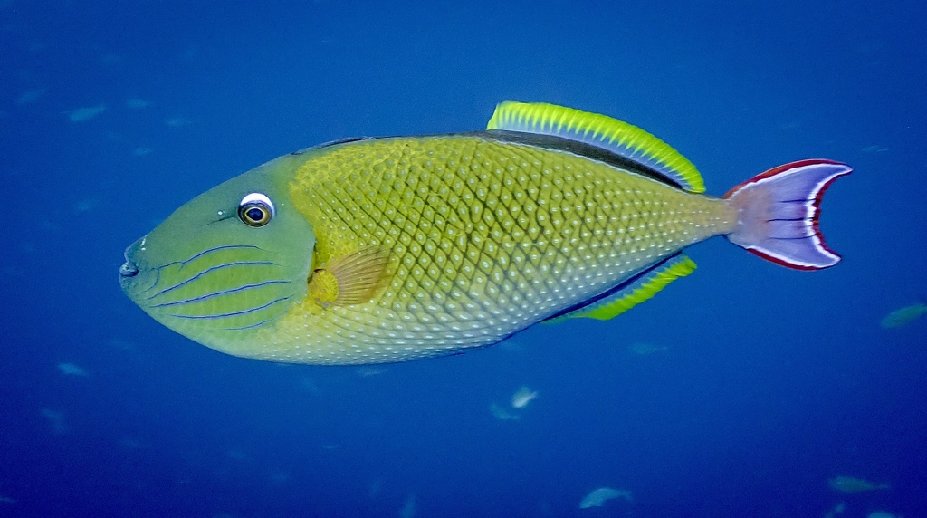 Crosshatch Triggerfish from Socorro Island, Tecomán, Col., MX on ...
