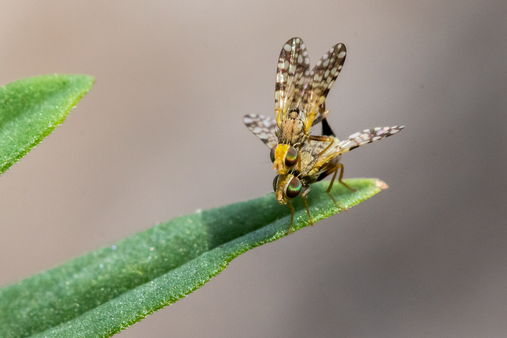 Campiglossa picciola from Palm Beach County, FL, USA on April 1, 2019 ...