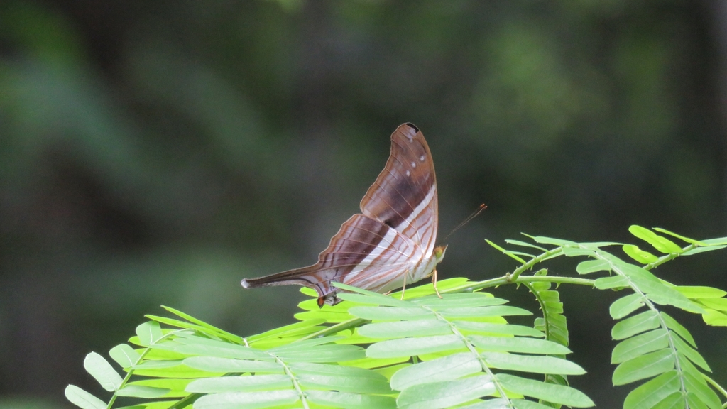 Many-banded Daggerwing from Floresta Nacional dos Carajás on December ...