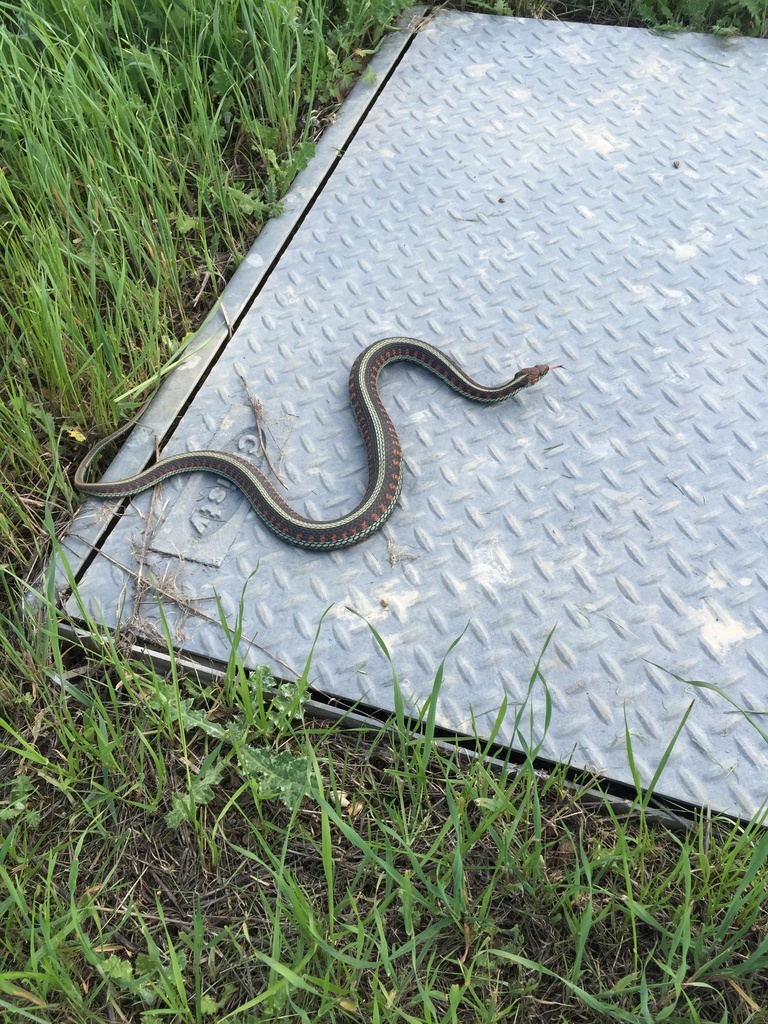 California Red-sided Garter Snake in March 2016 by Garrett Rowe ...