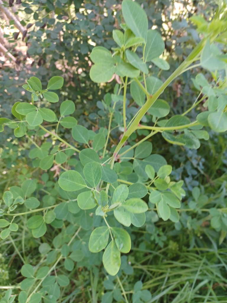 Clover-leaved Poison from Lilydale VIC 3140, Australia on January 10 ...