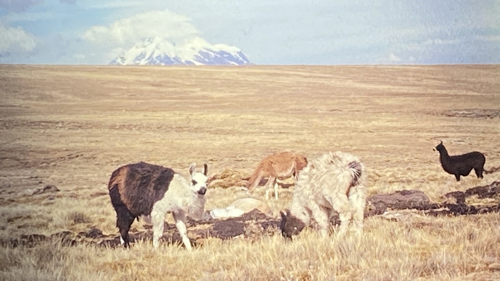 Llama from La Paz, BO on July 22, 1979 at 02:47 PM by Garry Fletcher ...