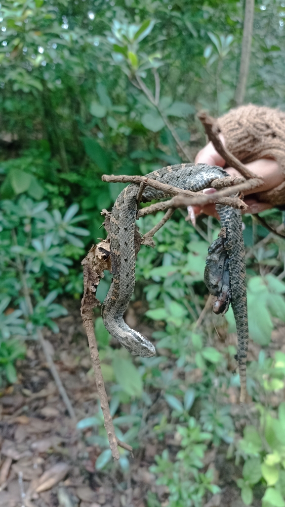 Mexican Dusky Rattlesnake from 58358 Mich., México on January 7, 2024 ...