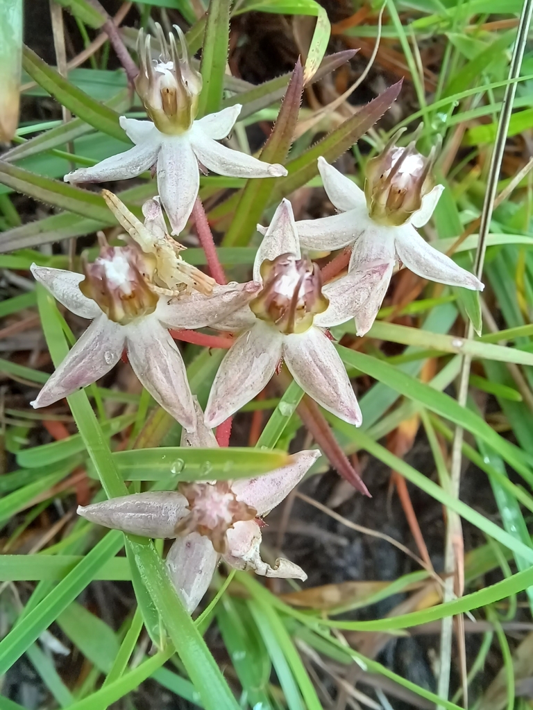 Humped Turret Flower from King Sabata Dalindyebo Local Municipality ...