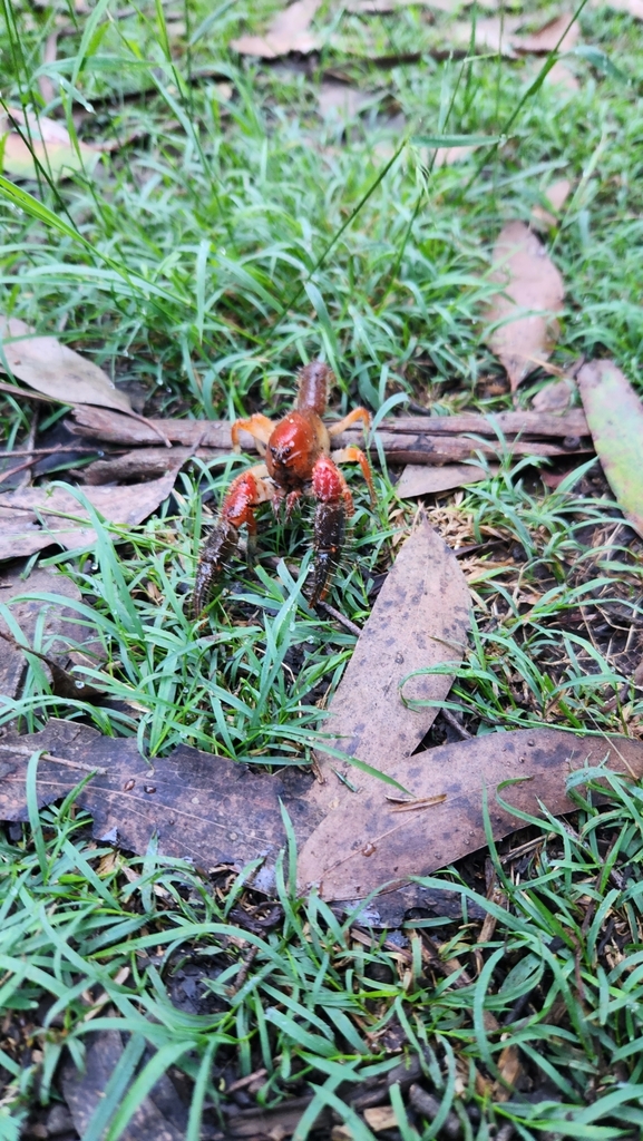 Dandenong burrowing crayfish in January 2024 by Edward McRowan ...
