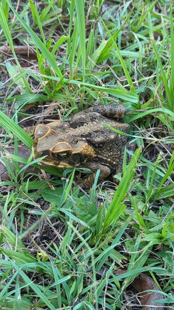 Cane Toad from Woodford QLD 4514, Australia on January 10, 2024 at 05: ...