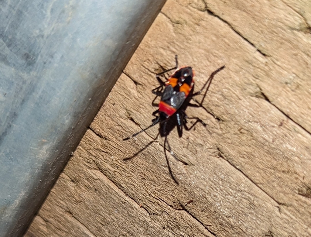 Harlequin Red Bug from Maryborough VIC 3465, Australia on January 10 ...