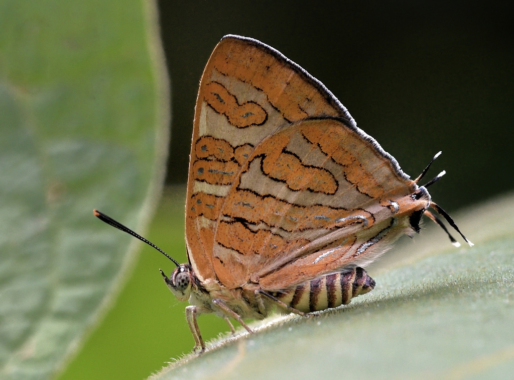 Cigaritis meghamalaiensis from 625519, India on April 18, 2021 at 12:21 ...