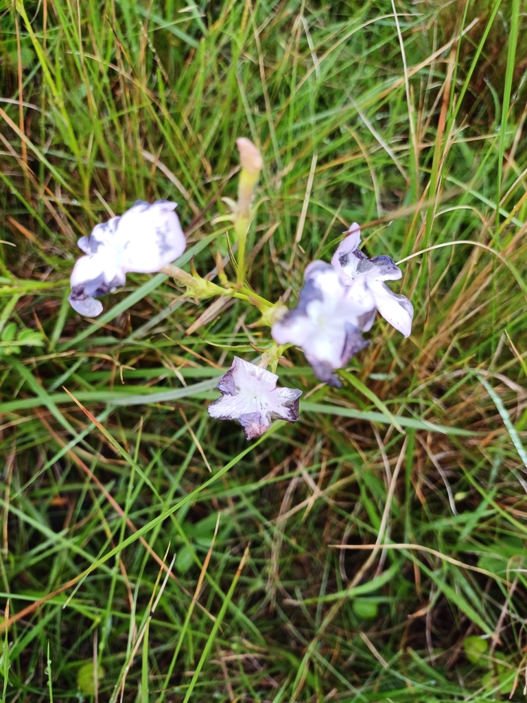 Vlei Ink-flower from King Sabata Dalindyebo Local Municipality, South ...