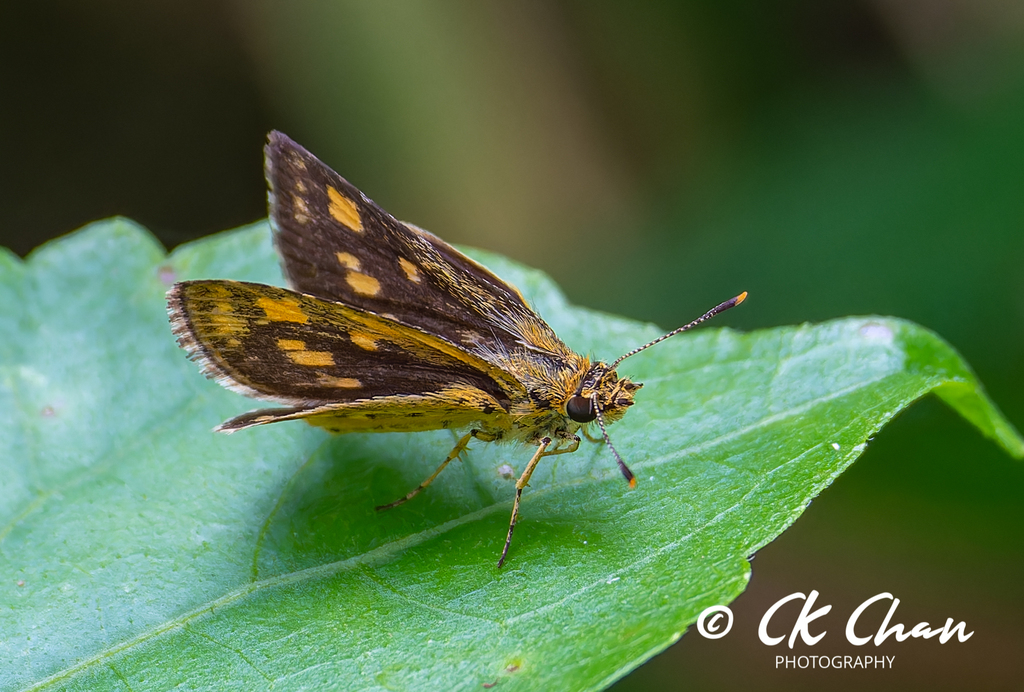 Common Bush Hopper in January 2024 by Chan Chee Keong · iNaturalist