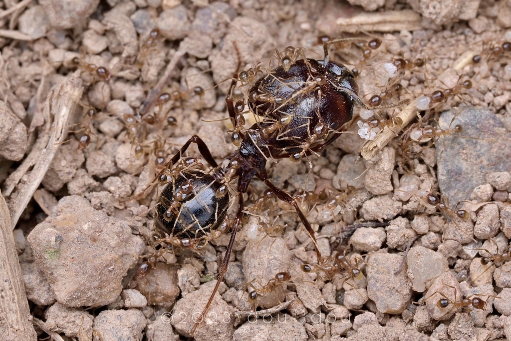 Asian Marauder Ant from 中国海南省琼海市 on December 22, 2022 at 07:53 PM by 豆豆 ...