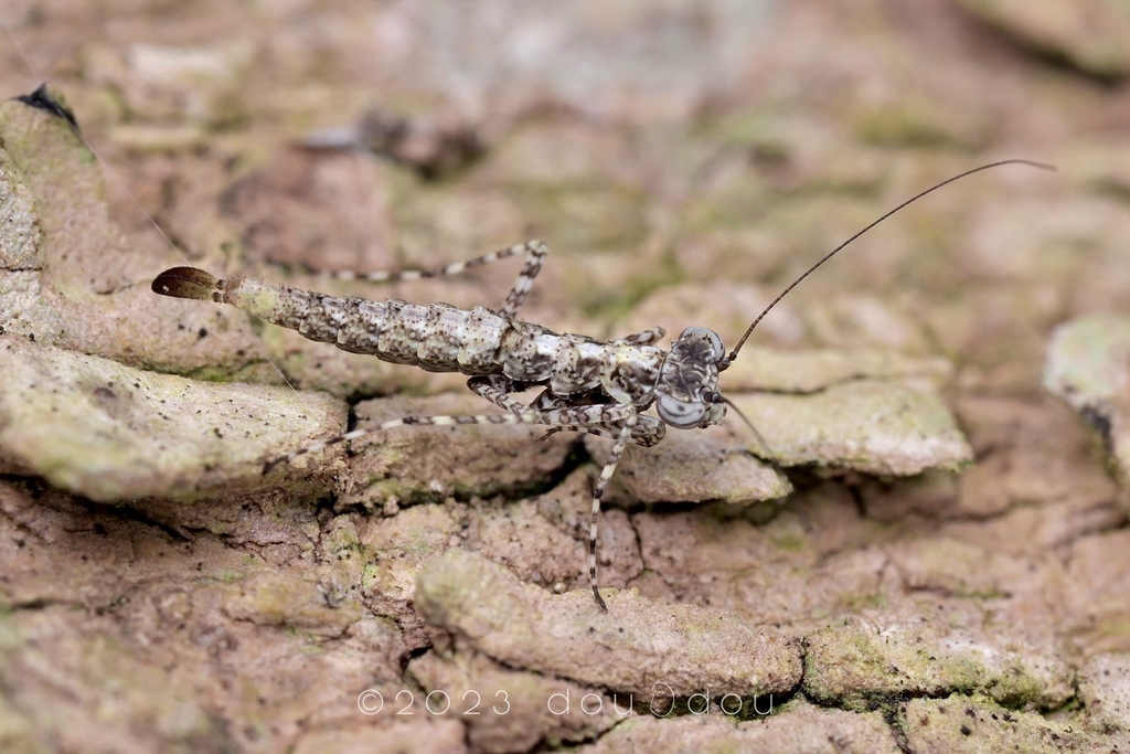 Amorphoscelis hainana from 中国海南省琼海市 on December 22, 2022 at 10:10 PM by ...