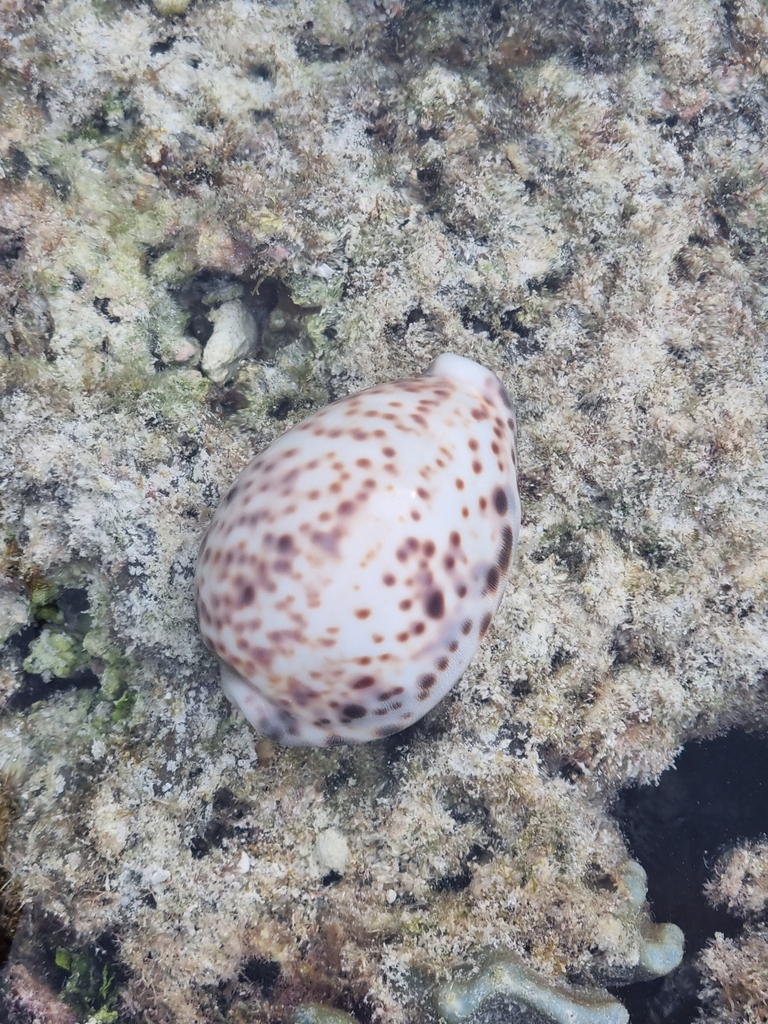 Tiger Cowry from Faafu Atoll, Maldives on January 10, 2024 at 05:07 PM ...