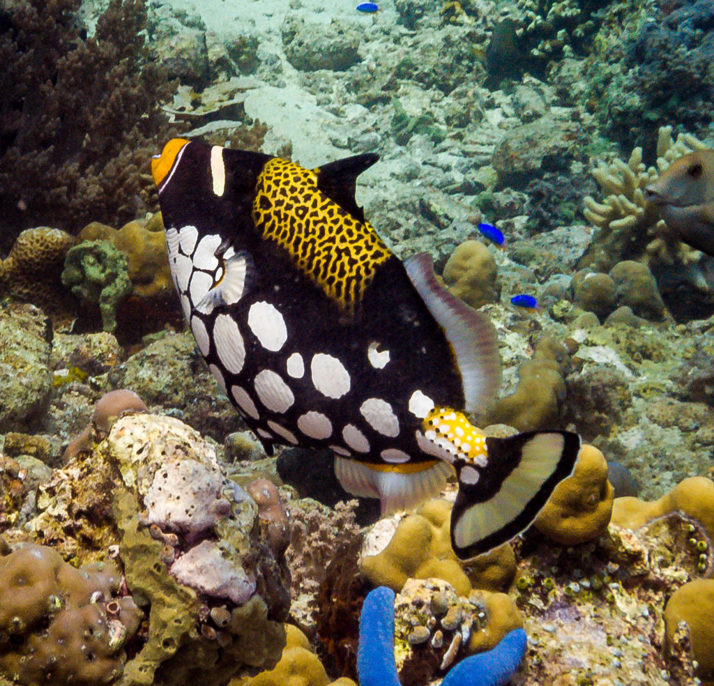 Clown Triggerfish from Bat Caves, Menjangan Island, Bali on December 15 ...
