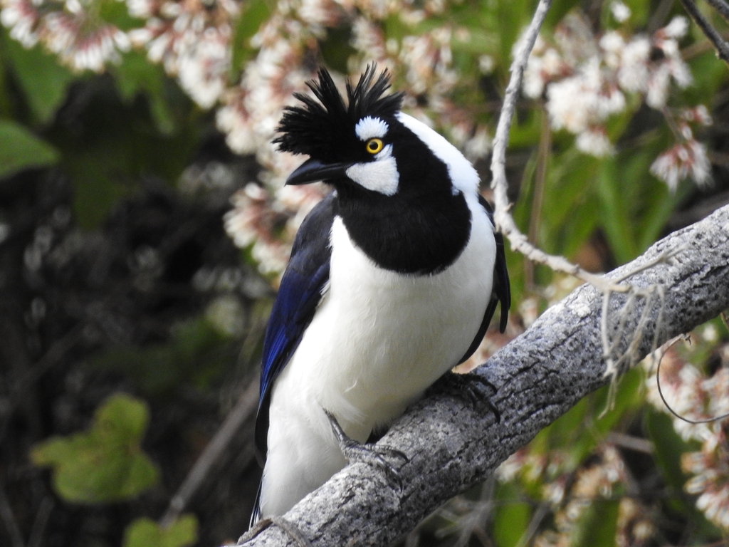 Tufted Jay from Concordia, Sin., México on January 7, 2024 at 03:07 PM ...