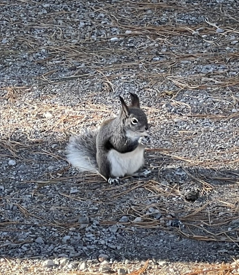 Abert's Squirrel in January 2022 by nuthatch_nut · iNaturalist