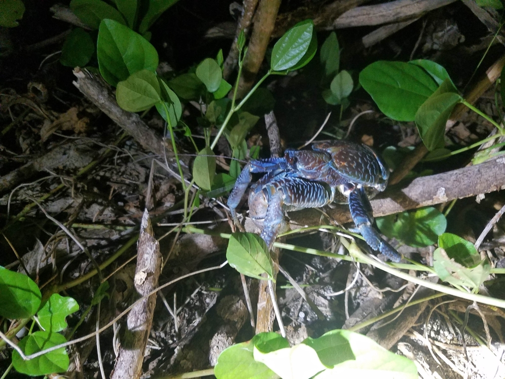 Coconut Crab in August 2018 by Tylar Murray. Found among recently ...