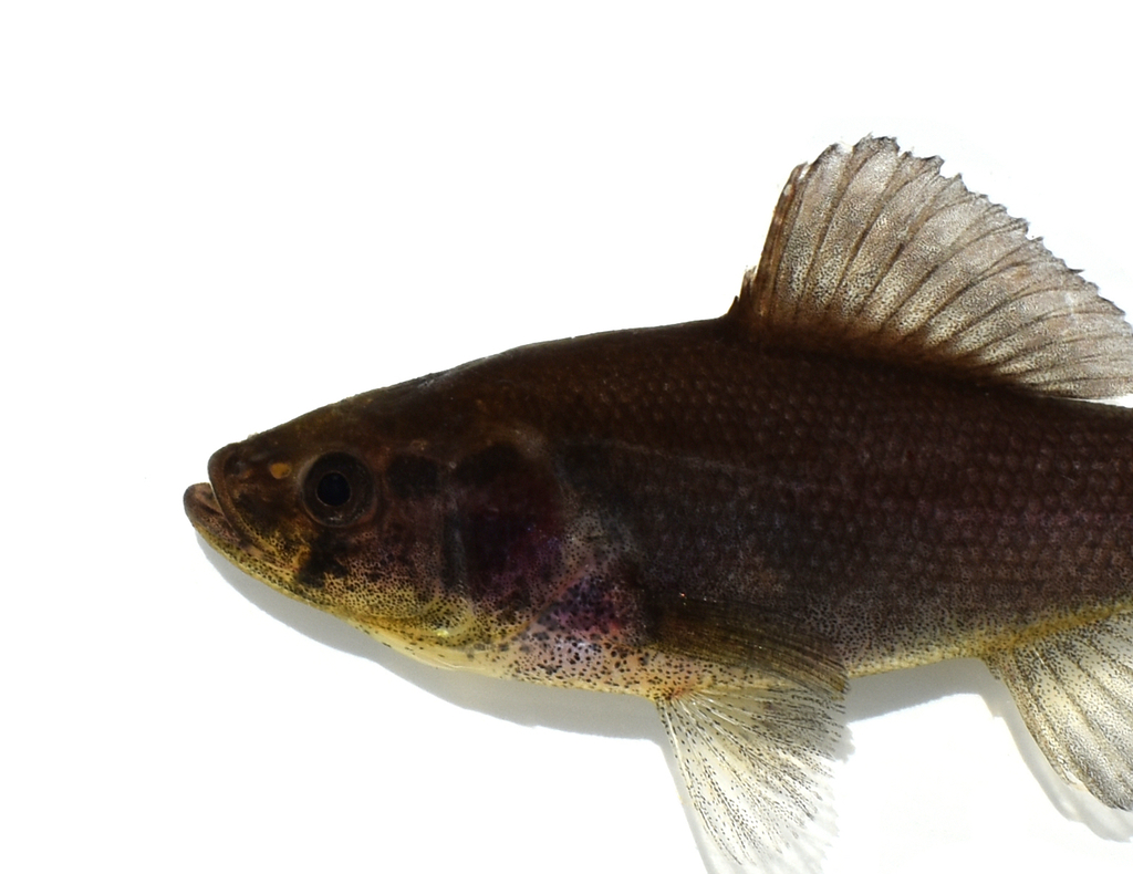 Pirate Perch from Wabasha County, MN, USA on July 20, 2021 at 10:56 PM ...