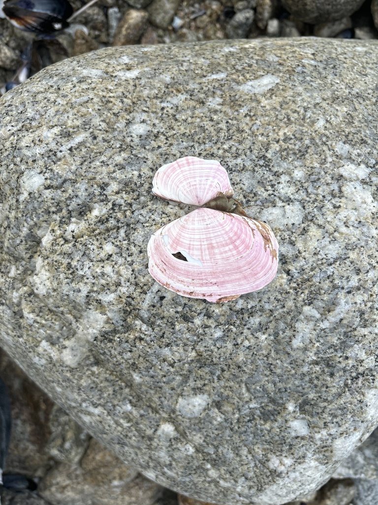 Sunset Clams from 17 Mile Dr, Pebble Beach, CA, US on January 10, 2024 ...