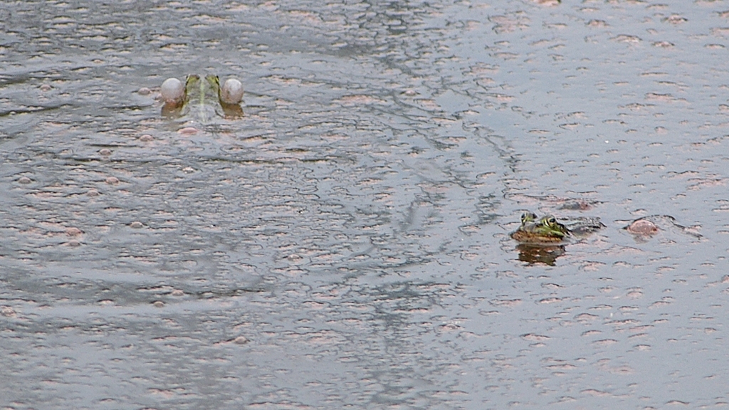 Water Frogs from 53332 Bornheim, Deutschland on June 19, 2018 at 07:39 ...