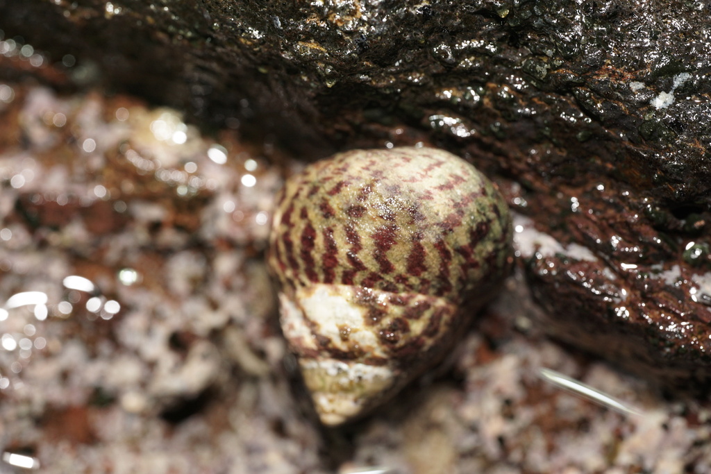 Phorcus sauciatus from Canary Islands, Spain on 02 January, 2024 at 09: ...