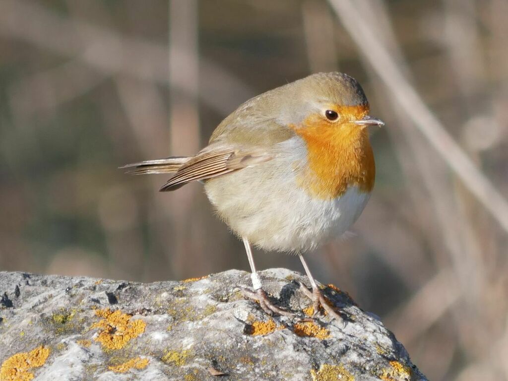 European Robin from 71 Ludwigsburg, Deutschland on January 10, 2024 at ...