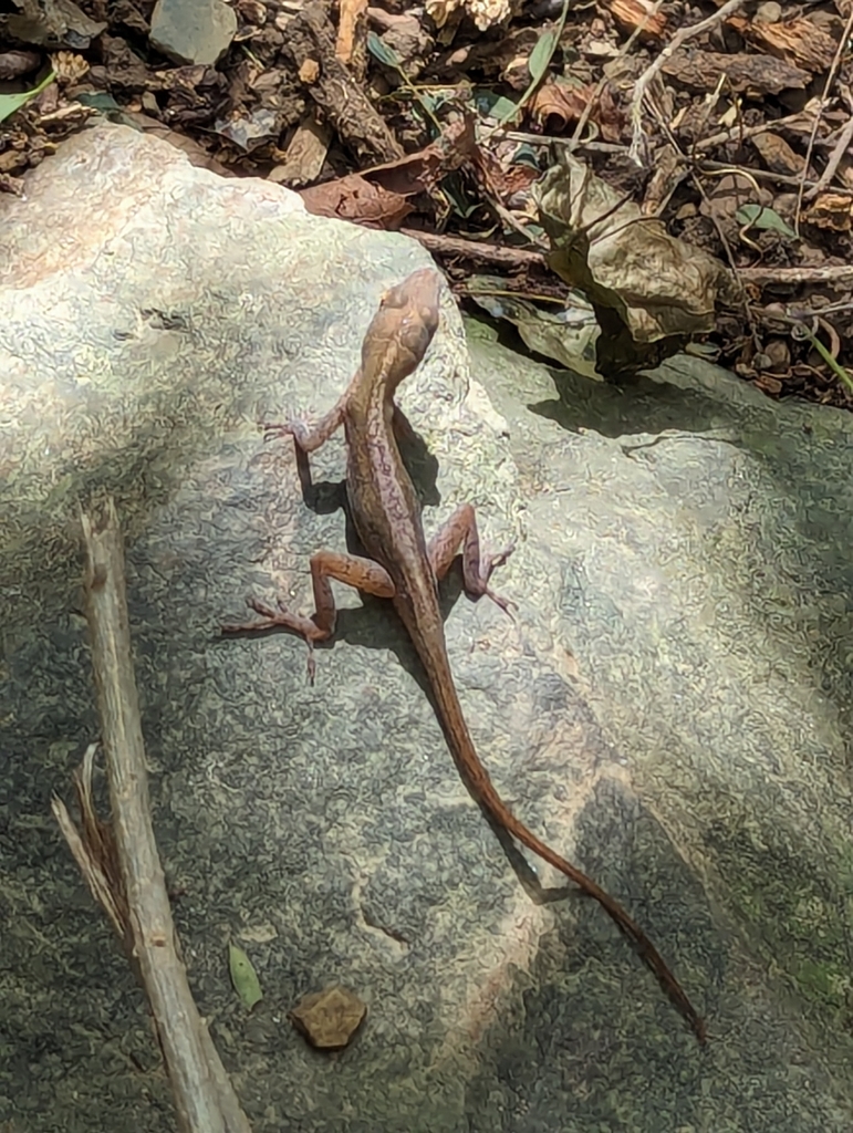 Saint Croix Anole from St. Croix, VI on January 10, 2024 at 12:02 PM by ...