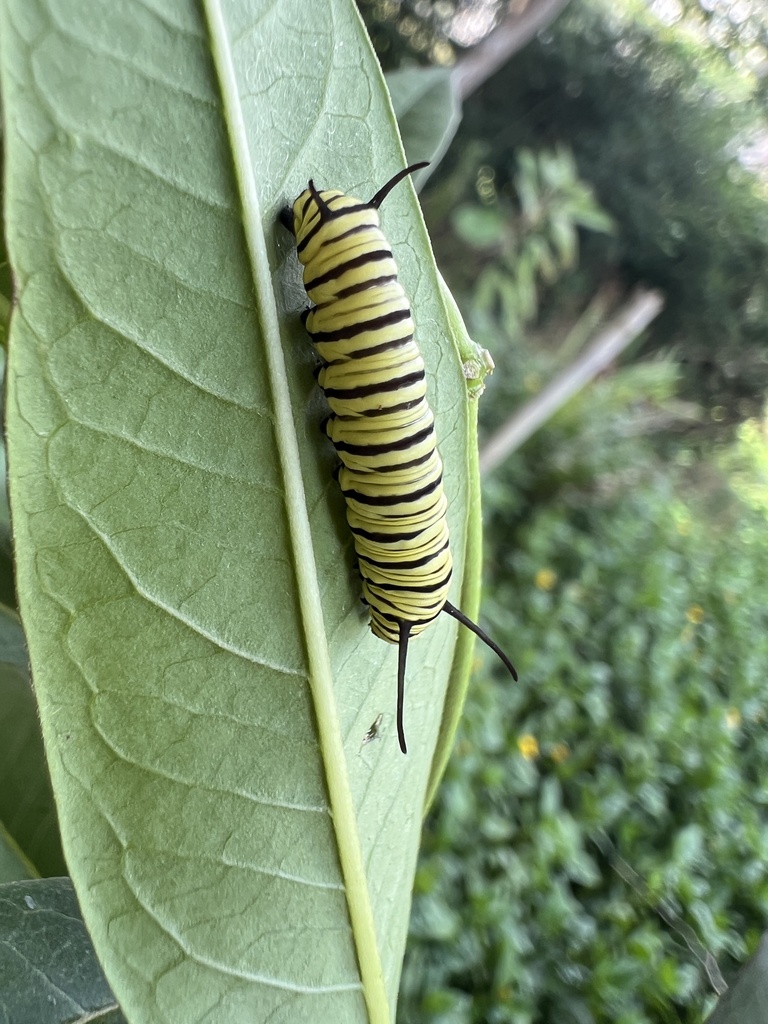 Southern Monarch from Jardim Botânico, Curitiba, PR, BR on January 10 ...