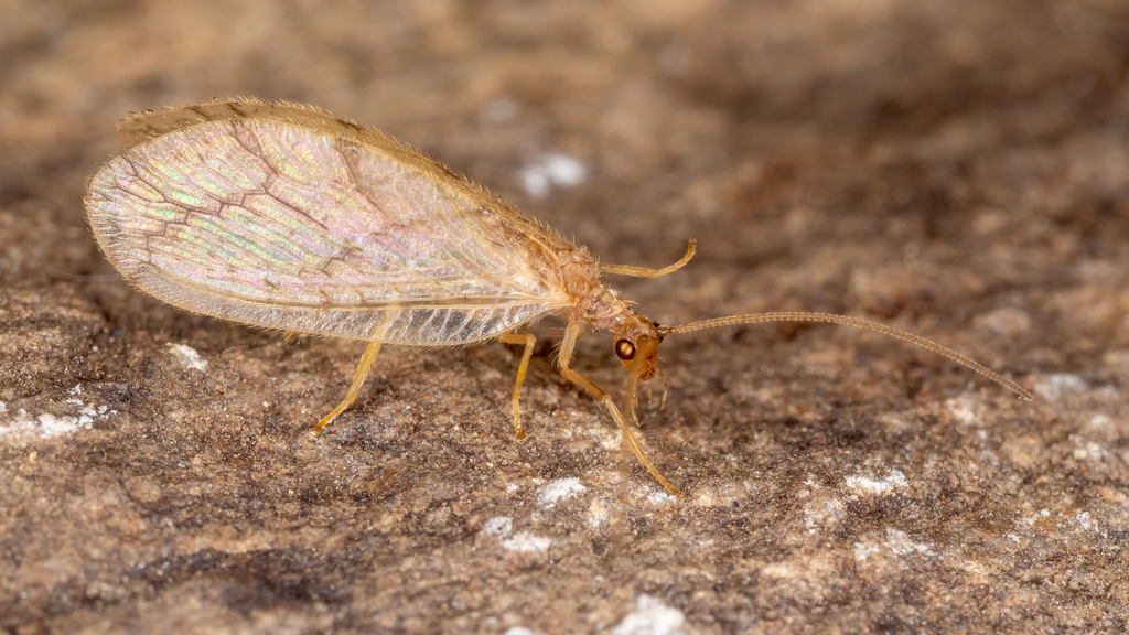 Micromus paganus from 94252 Bayerisch Eisenstein, Deutschland on August ...