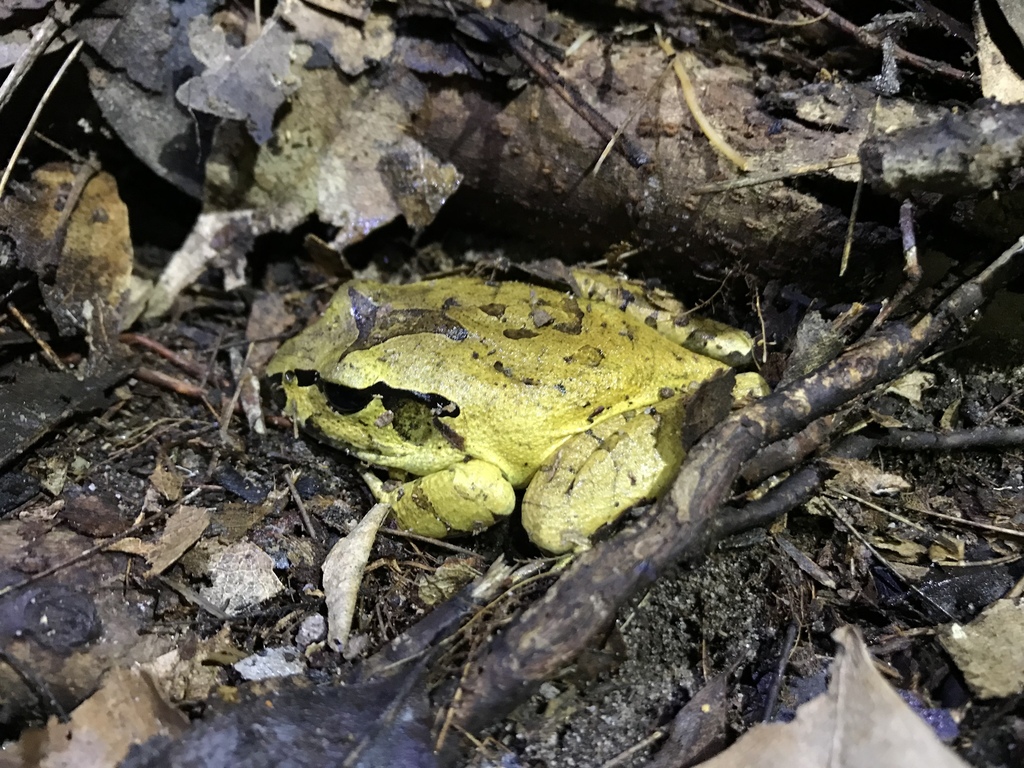 Stuttering Frog in November 2018 by Claire Nelson · iNaturalist