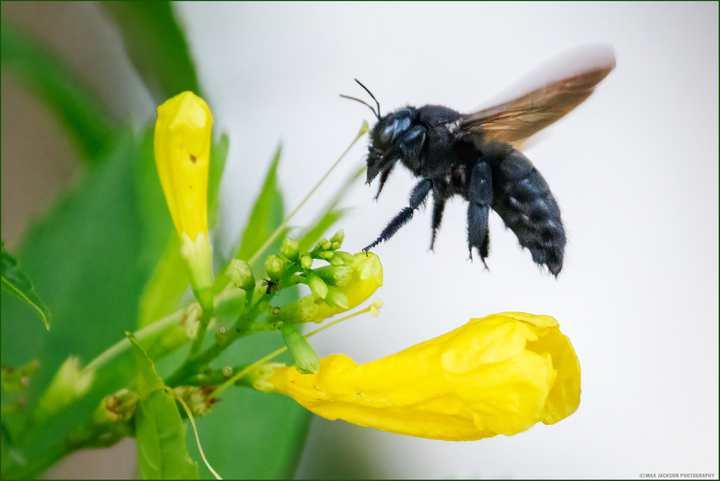 Valley Carpenter Bee from Puerto Balleto, Nayarit, Mexico on December 31, 2023 at 01:39 PM by ...