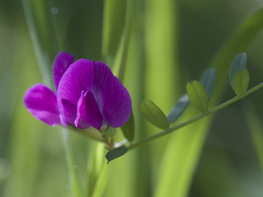 Common Vetch from Nevada County, CA, USA on April 10, 2019 at 12:55 PM ...